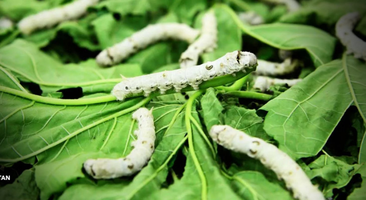 Capacity building of silk farmers to promote sericulture in Pakistan-INP