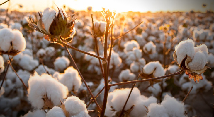 Use of hybrid seeds and technology stressed to increase cotton yield-INP