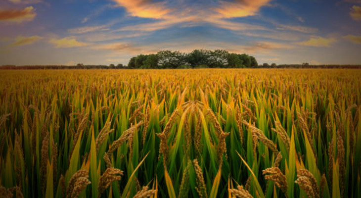 Chinese hybrid rice varieties can boost rice production in Pakistan-INP