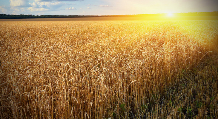 New wheat varieties: innovation, experience meet up at NARC-INP