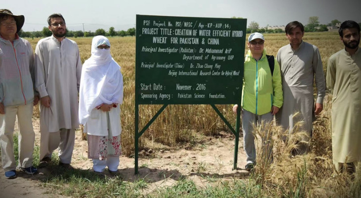Chinese hybrid wheat demonstration fields in Pakistan cover about 3,000 ...