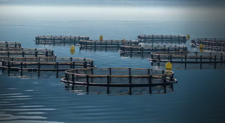 Punjab fisheries department promotes cage fish farming-INP