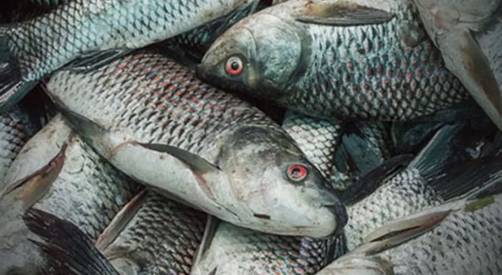 Biofloc technique introduced to boost fish production-INP