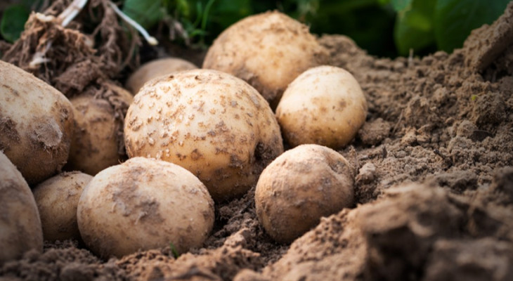 Aeroponic farming to revolutionise potato sector-INP