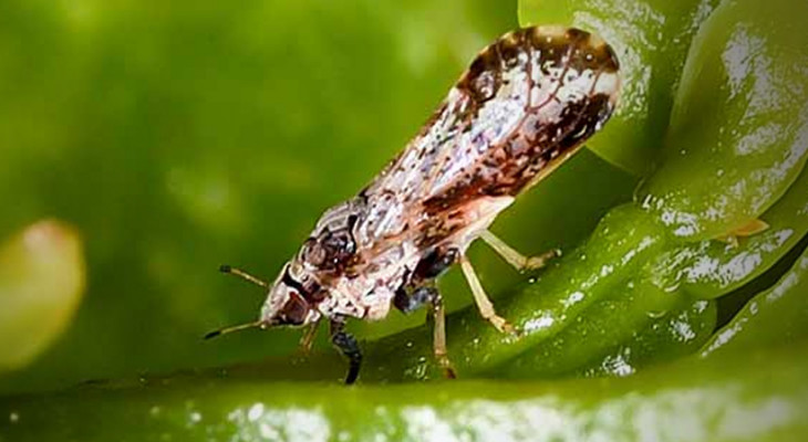 Pakistani, Chinese scientists breed insects to prevent citrus pests-INP
