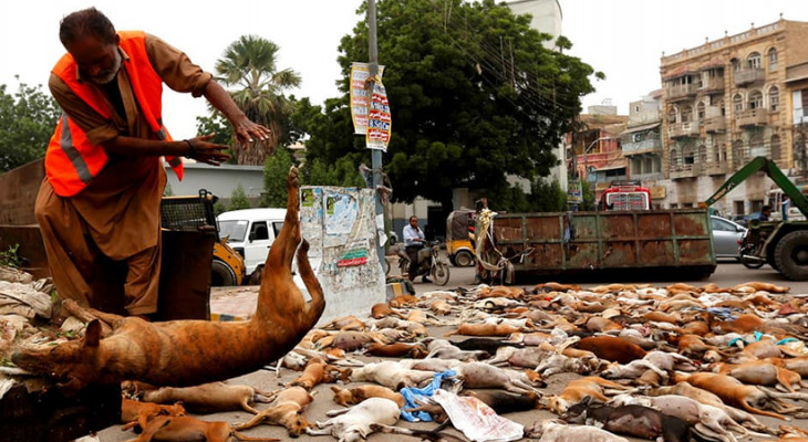 Five booked for ‘murdering’ dog in Karachi-INP