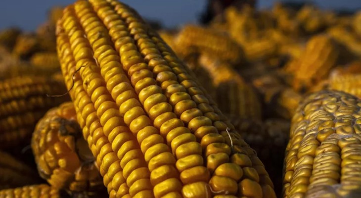 Rafhan Maize Logo Rafhan Maize Products Co. Ltd Overview,