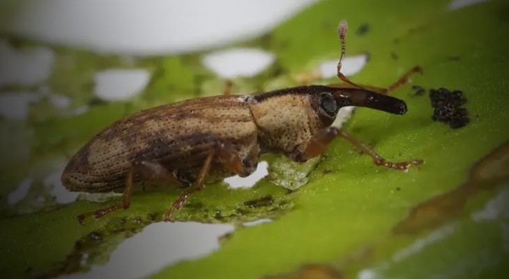 Stem-boring weevils to revolutionise organic agriculture in Pakistan-INP