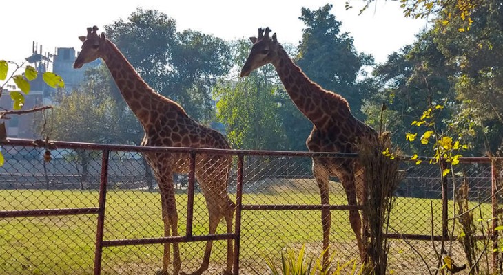 IWMB initiates first ever registration of captive animals-INP