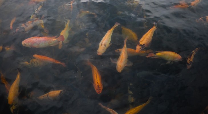 Bio-saline fish farming in Thar creates a flourishing ecosystem-INP