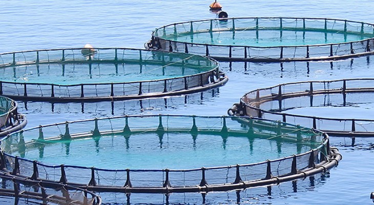 Bio-saline fish farming in Thar creates a flourishing ecosystem-INP
