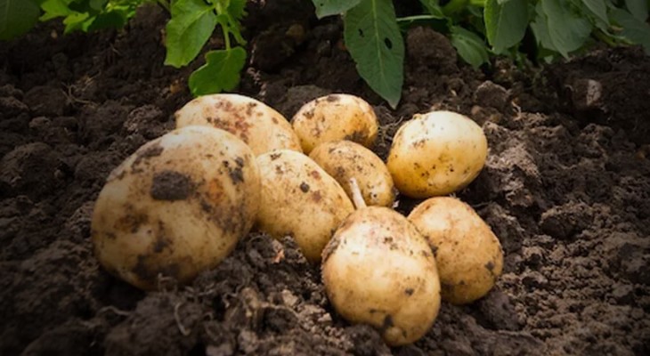 Pakistan, ROK to jointly produce certified potato seeds-INP