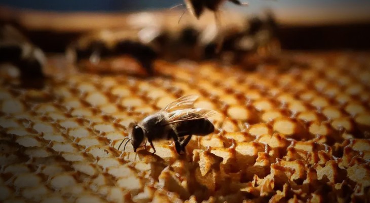 Climate change, rapid urbanisation deplete honey bee flora in Pakistan-INP