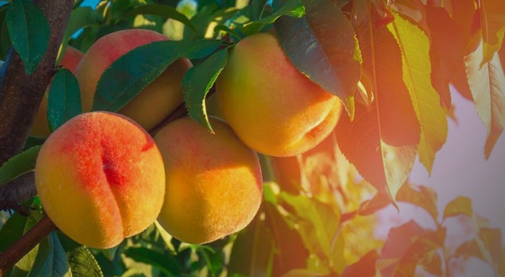 Govt urged to help promote peach cultivation in Swat-INP