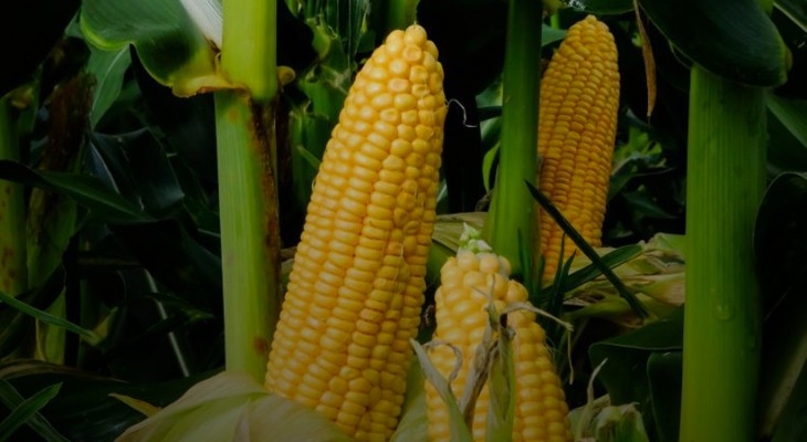 Reliance on informal seed sources hampers cotton, maize production-INP