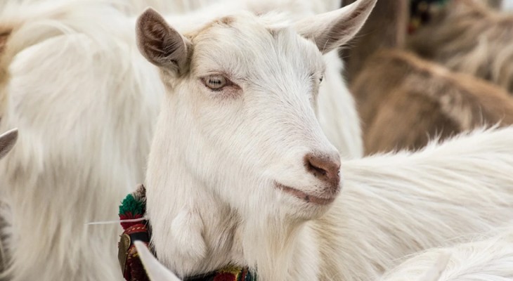 Spectacular goat competition in Gujranwala captivates crowds-INP