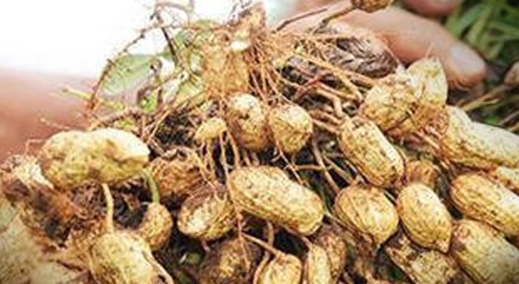 Planting area of Chinese peanut varieties to reach 2,000 acres in ...