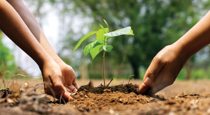 Punjab launches massive tree planting campaign under Green Pakistan ...