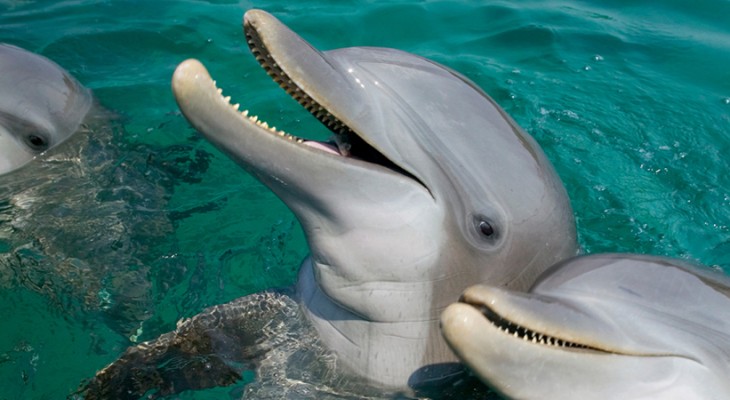 Dolphin bites spark warning on Japanese beaches-INP