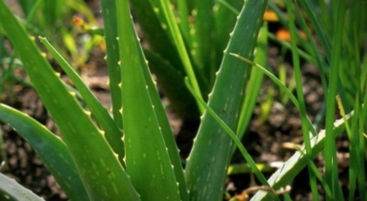 Chinese firm cultivates medicinal aloe vera in Pakistan for export to ...