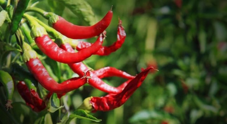 Kunri farmers reaping a windfall on good chilli crop yield-INP