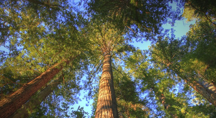 Forest management information system key to increase forest cover in ...