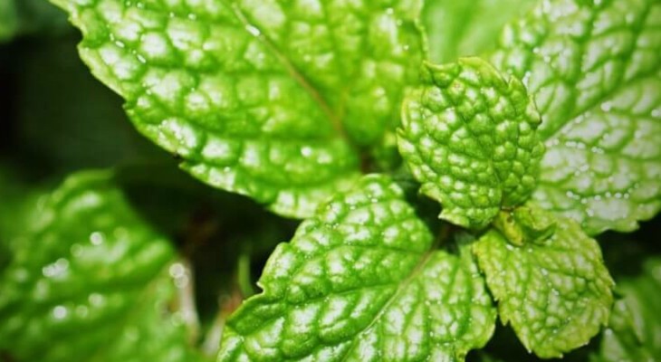 Local menthol production to help save huge foreign exchange: experts-INP