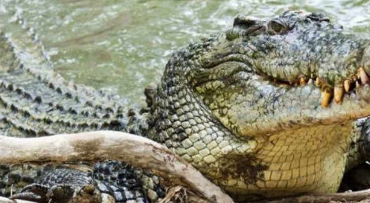 Crocodile farming begins in Pakistan -INP