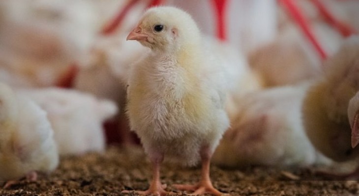 Sindh govt plans to transform poultry sector to meet rising demand-INP