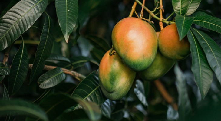 Rising input costs, extreme weather take their toll on mango crop-INP