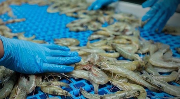 Pakistan aims to earn $1bn from shrimp export-INP