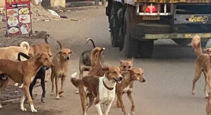 Two children injured in dog attack -INP