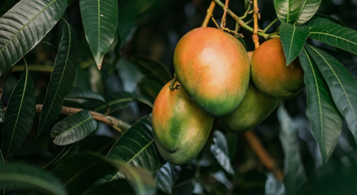Mango malformation disease threatens production, exports-INP