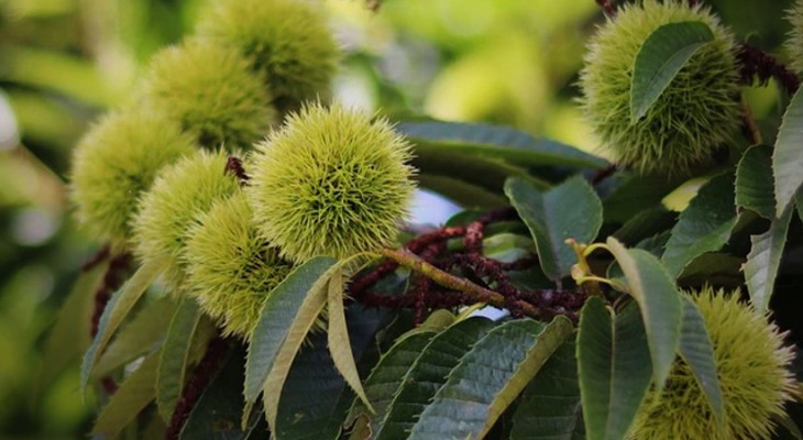 Pakistan successfully cultivates high-value chestnut trees -INP