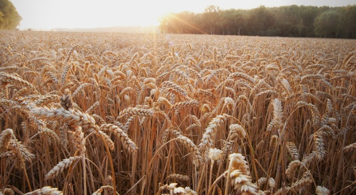 Trained farmers can help cut post-harvest wheat losses-INP