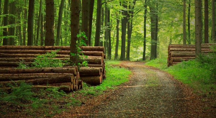 Agroforestry crucial for building sustainable, resilient agriculture-INP