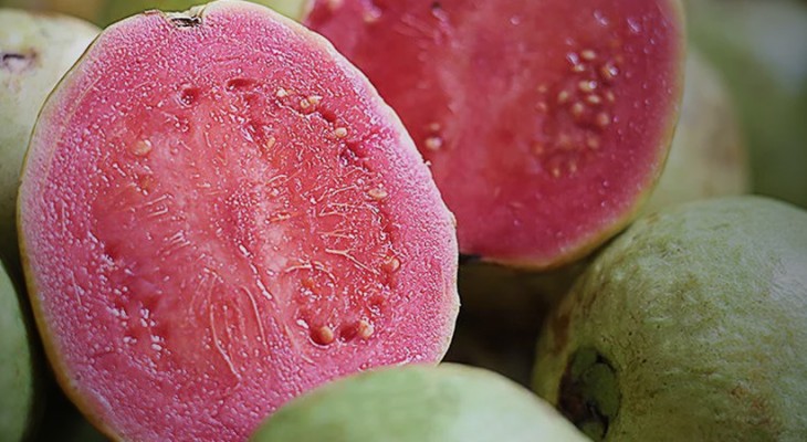 High-density farming revolutionizes guava cultivation in Punjab-INP