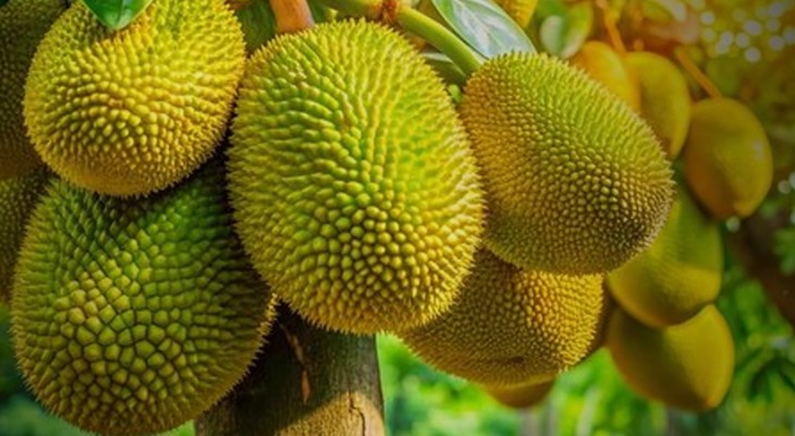 Jackfruit emerges as lucrative crop for progressive farmers in Pakistan-INP