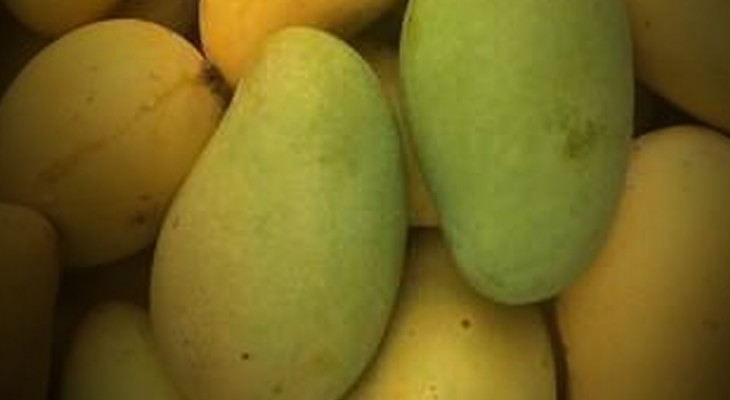 High-value mango varieties bring better returns to growers-INP
