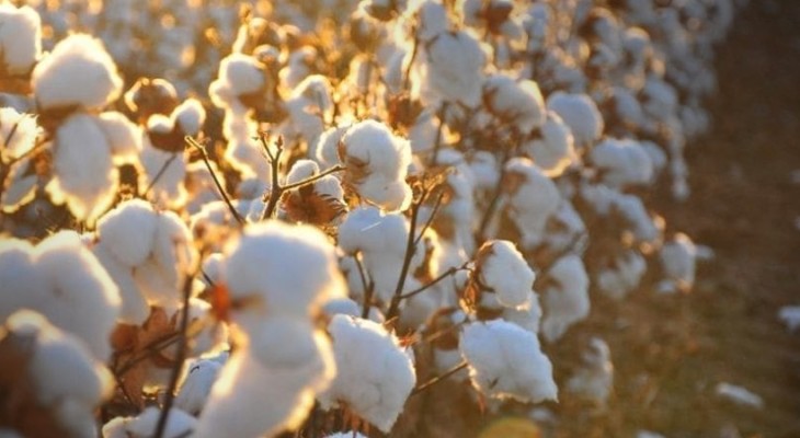 CCRI develops five new climate-resilient cotton varieties-INP